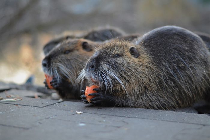 Přemnožené nutrie, k eskalaci problému přispívá přikrmování - Lesnická ...