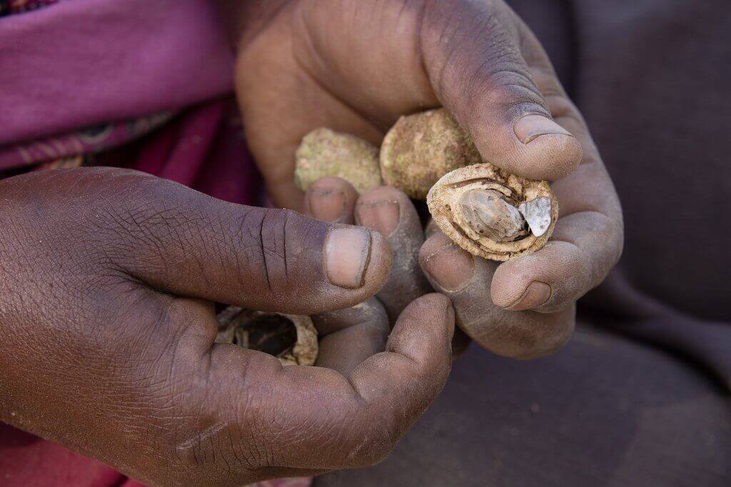 Research on the mongongo tree in Zambia supports local household income ...